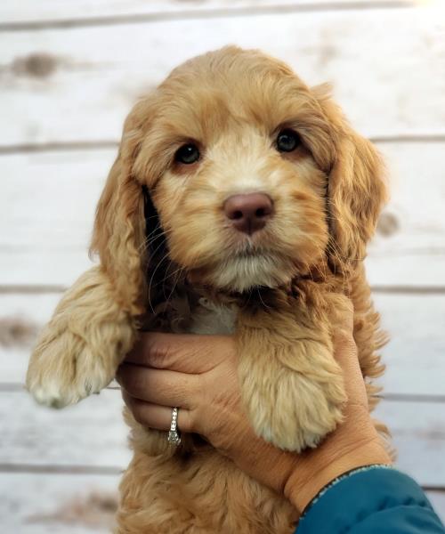 Wine Country Labradoodles
