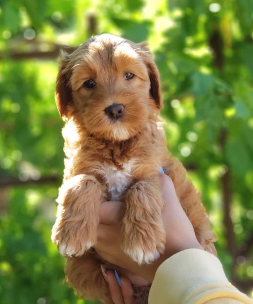 Wine Country Labradoodles
