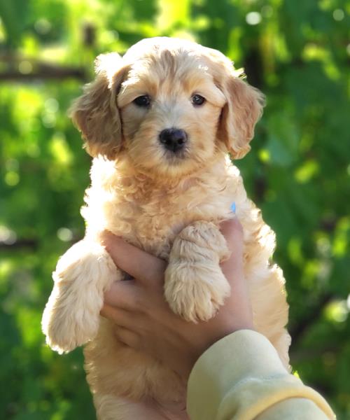 Wine Country Labradoodles