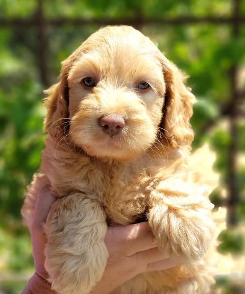 Wine Country Labradoodles