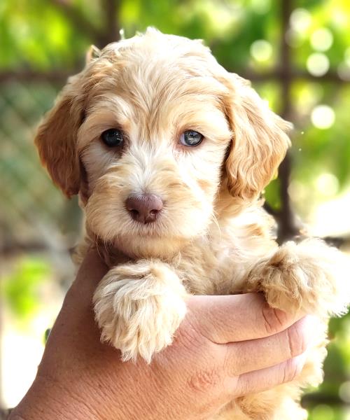 Wine Country Labradoodles