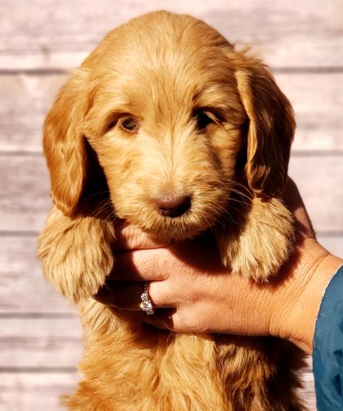 Wine Country Labradoodles at JENENGE blog