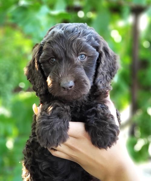 Wine Country Labradoodles