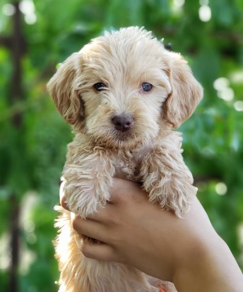 Wine Country Labradoodles at JENENGE blog