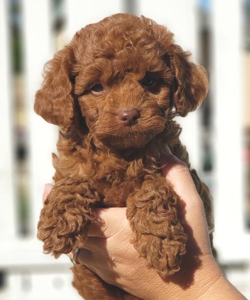 Wine Country Labradoodles at JENENGE blog