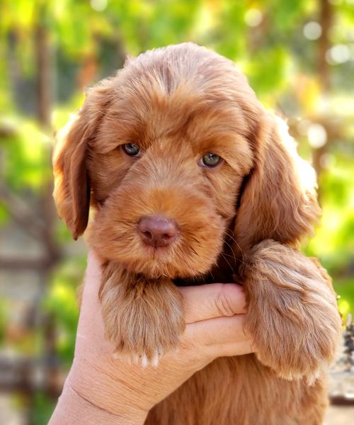 Wine Country Labradoodles