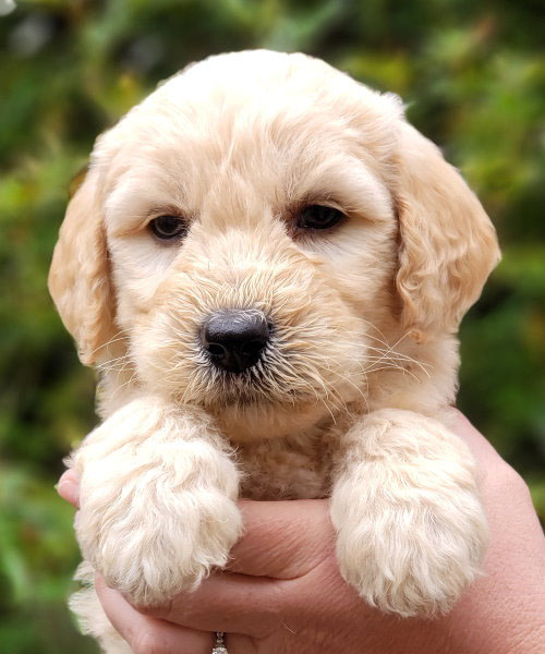 Wine Country Labradoodles