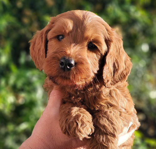 Wine Country Labradoodles
