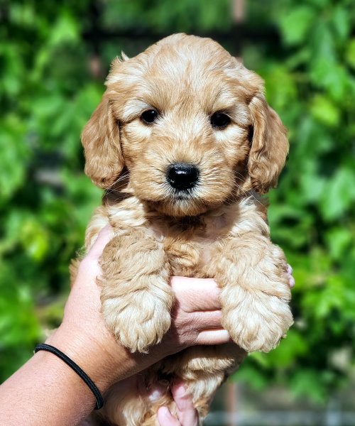 Wine Country Labradoodles